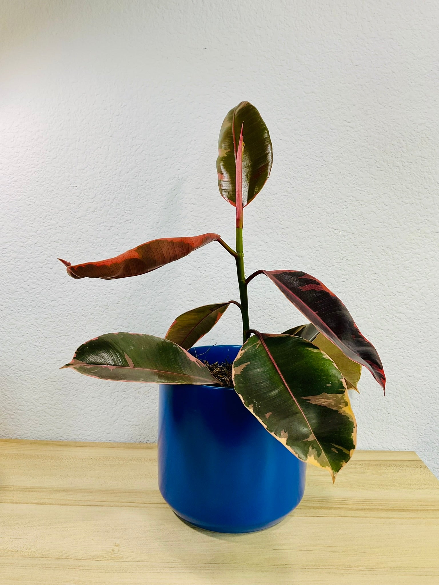 ficus elastica ruby